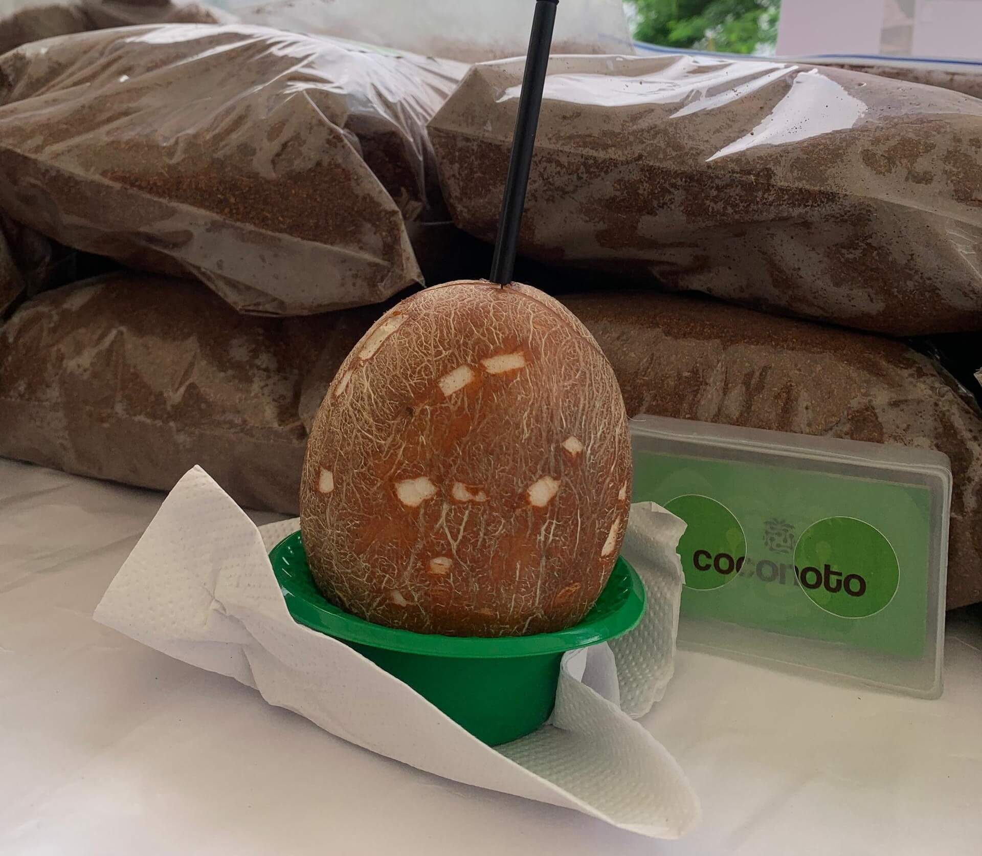 Coconoto Africa - Leading B2B2C Platform for Africa's Coconut Value Chain